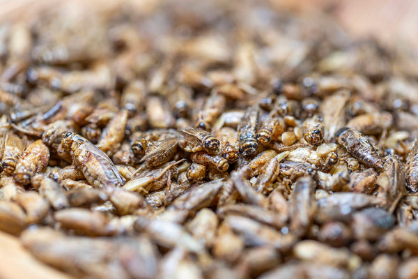 Nachhaltigkeit - Catch-Your-Bug