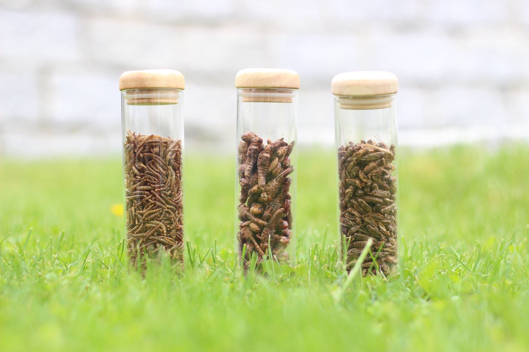 Aktuelles über essbare Insekten - Catch-Your-Bug