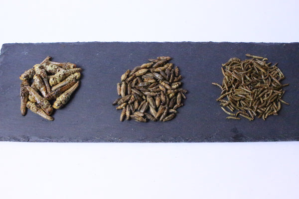 Geschenkset mit essbaren Insekten, 3 x 10 g - Catch-Your-Bug