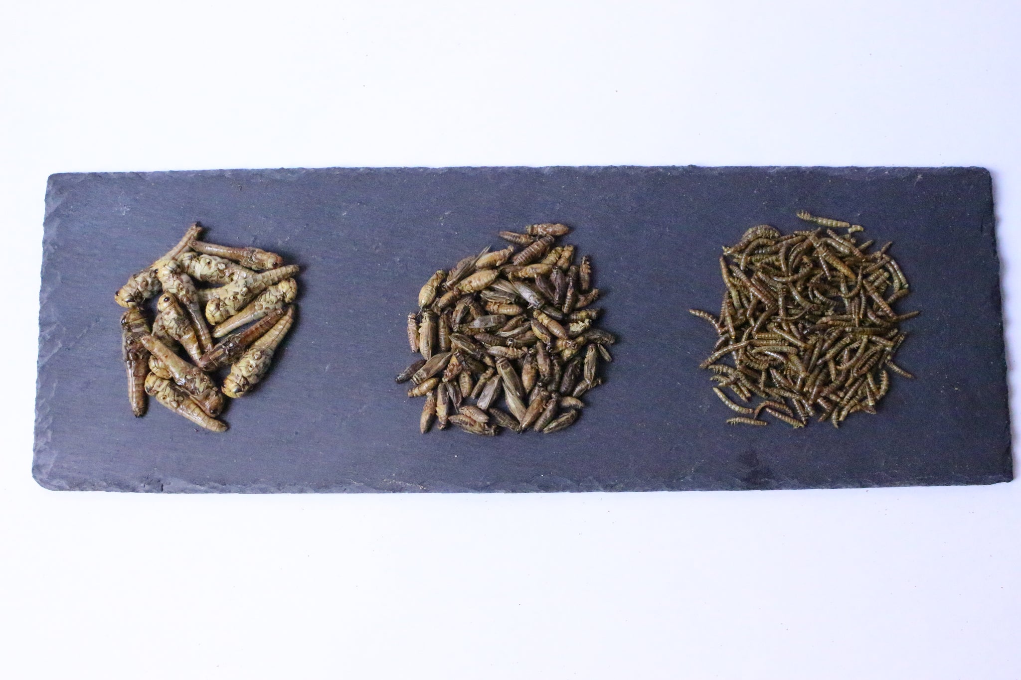 3er-Pack essbare Insekten, geröstet, Insekten zum essen je 30 g - Catch ...